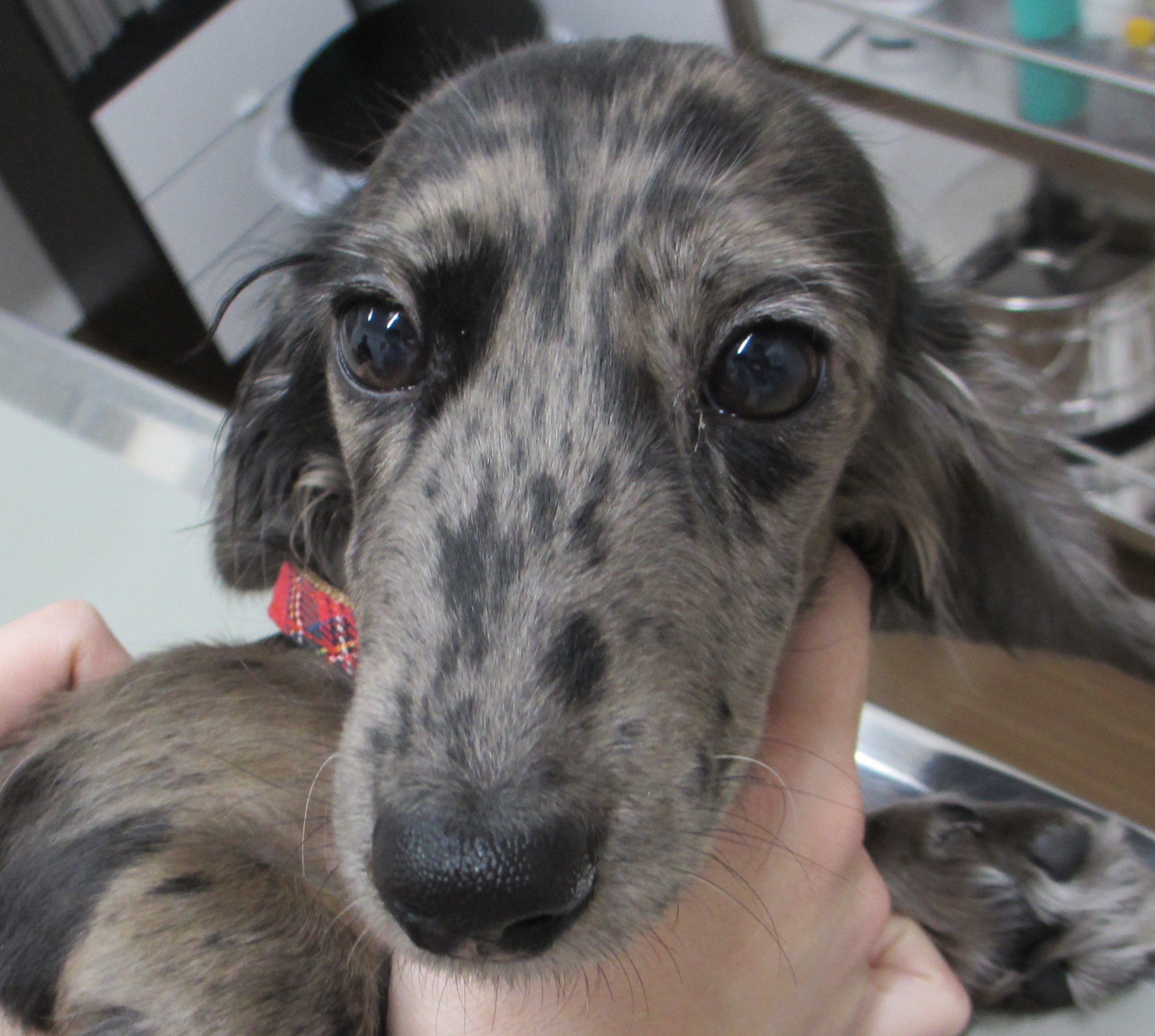 IMG_4553 | あおきじま動物病院｜ 長野市